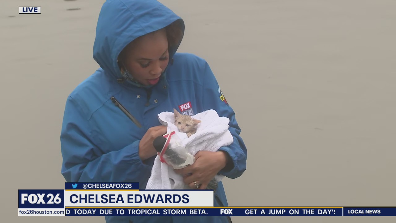 Houston Reporter Rescues Kitten From Floodwaters on Live TV